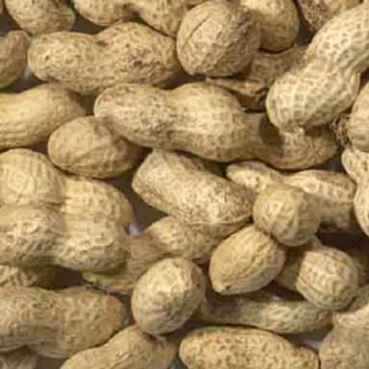 Monkey Nuts for Birds, Parrots & Squirrels